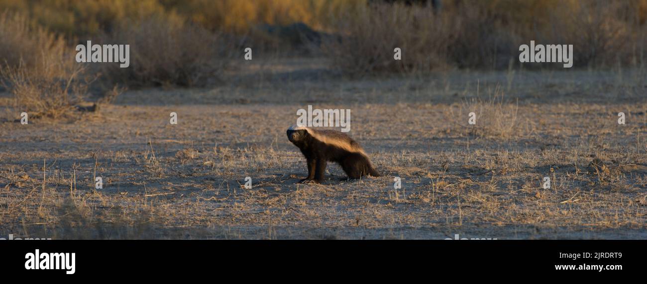 Honey badger ( Mellivora capensis ) Kgalagadi Transfrontier Park, South ...