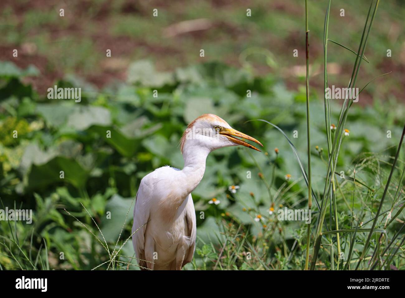 Cattle egret bird (Bubulcus ibis) at the farms of west bank of Nile in ...