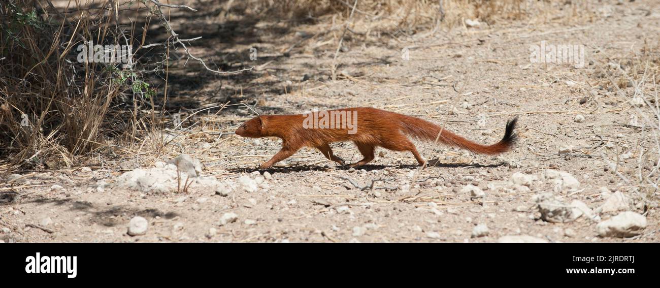 Slender mongoose( Galerella sanguinea) Kgalagdi Transfrontier Park ...