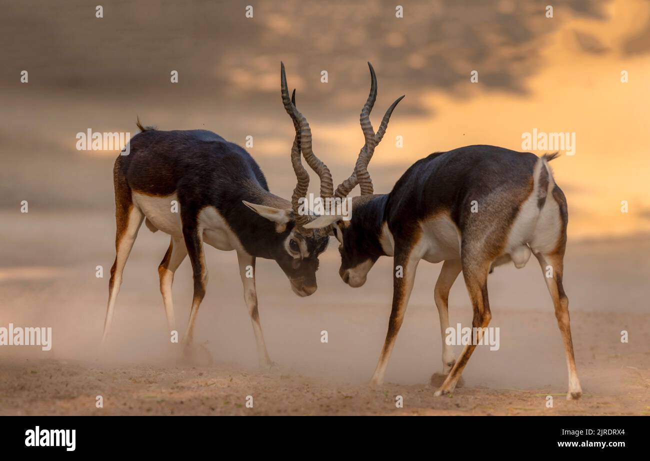 flock of blackbuck in the desert , The blackbuck, also known as the ...