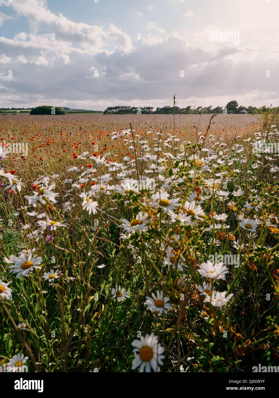 Farmland field set a side for a wildflower meadow in late spring ...