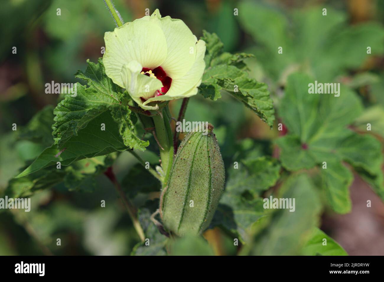 Okra plant at the farms of west bank of Nile in Luxor, Egypt Stock ...