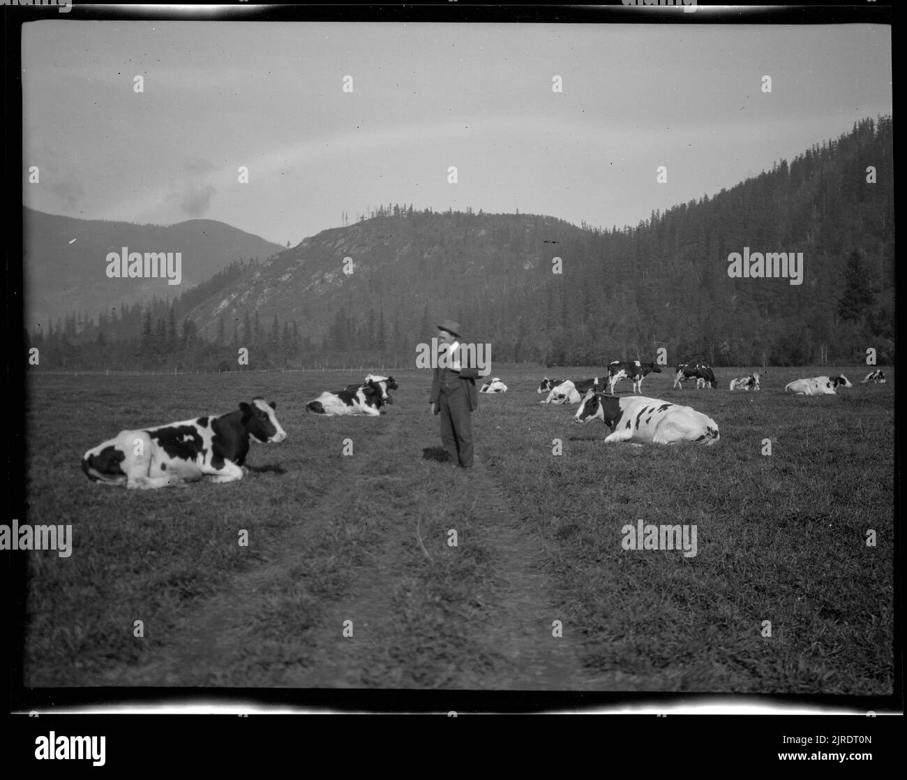 Man with cows hi-res stock photography and images - Alamy