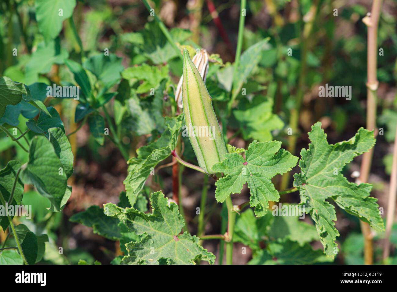 Okra plant at the farms of west bank of Nile in Luxor, Egypt Stock ...