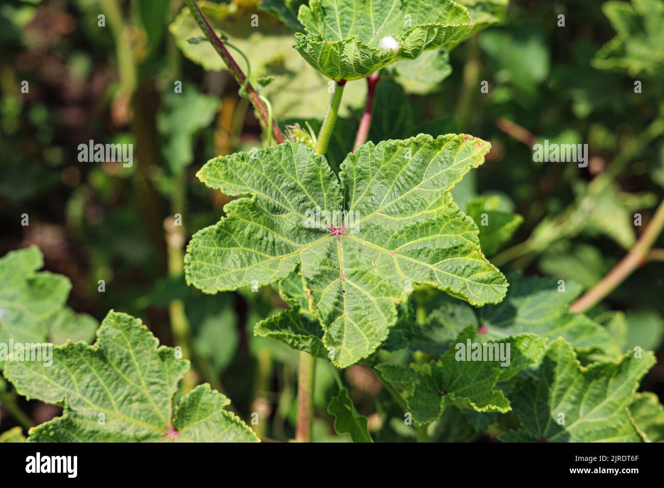 Okra plant at the farms of west bank of Nile in Luxor, Egypt Stock ...