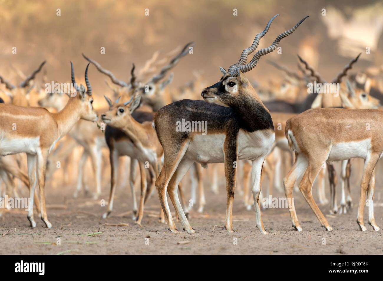 flock of blackbuck in the desert , The blackbuck, also known as the ...