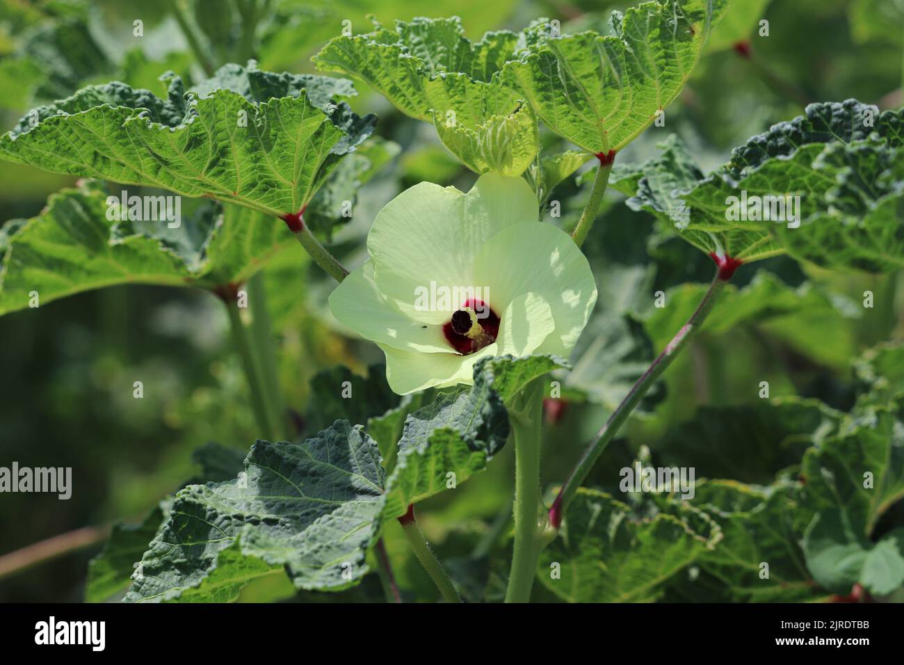Okra plant at the farms of west bank of Nile in Luxor, Egypt Stock ...
