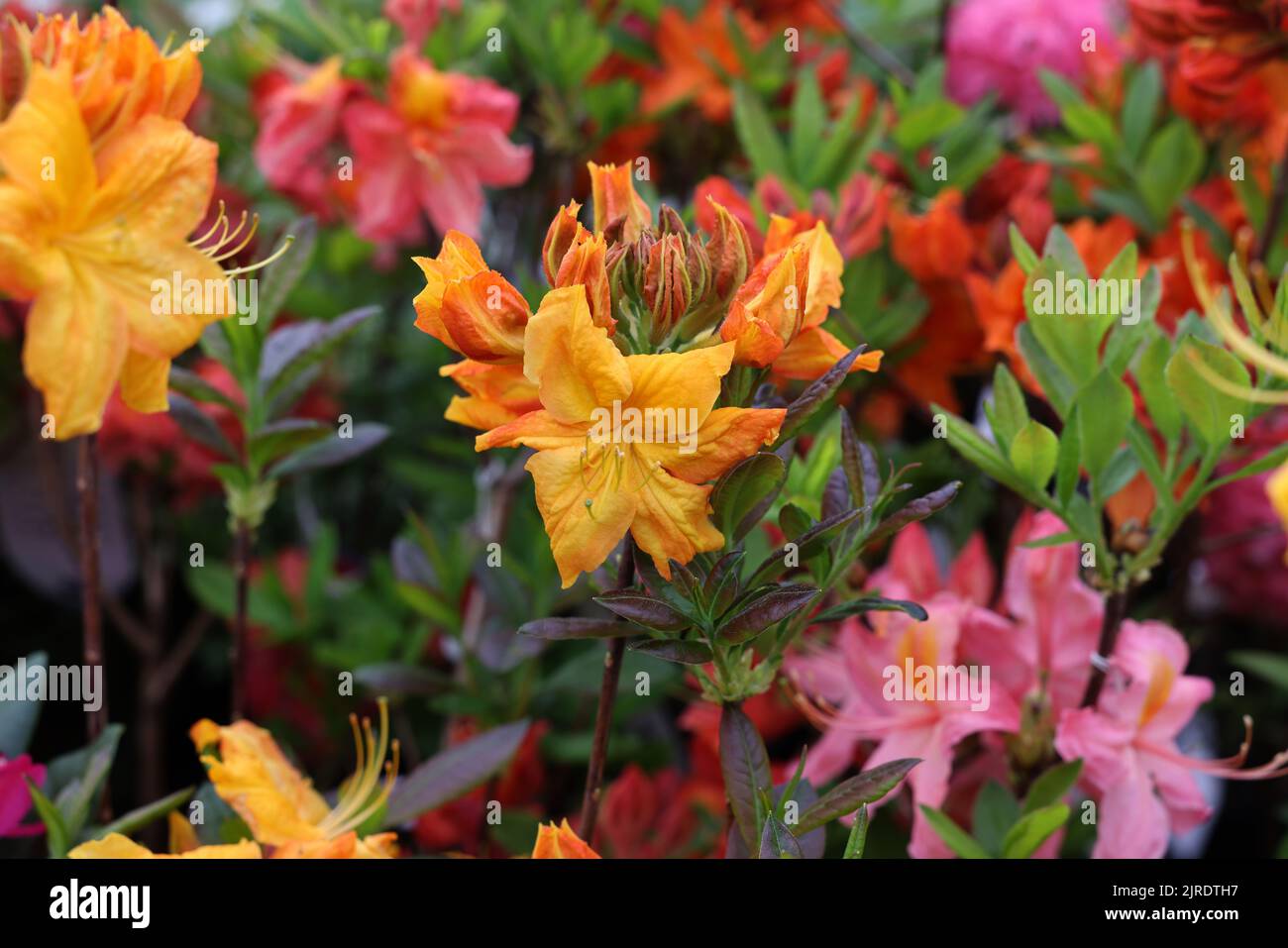 Japanese azalea yellow flowers hi-res stock photography and images - Alamy