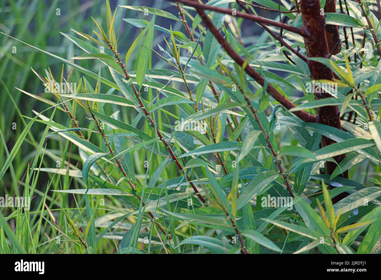 Green plants and flowers at the farms of west bank of Nile in Luxor ...