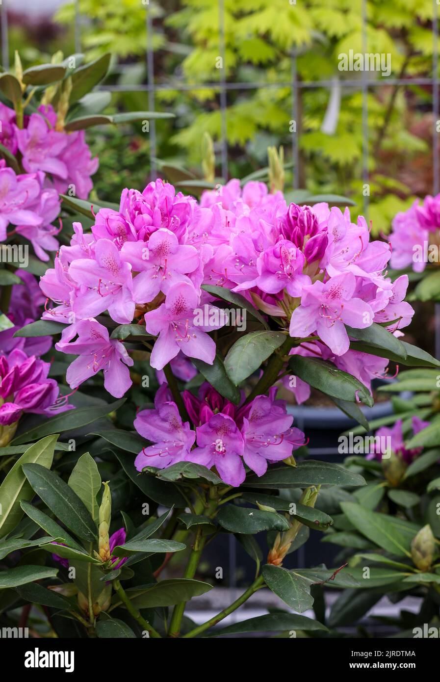 Beautiful blooming pink azalea flowers in garden Stock Photo - Alamy