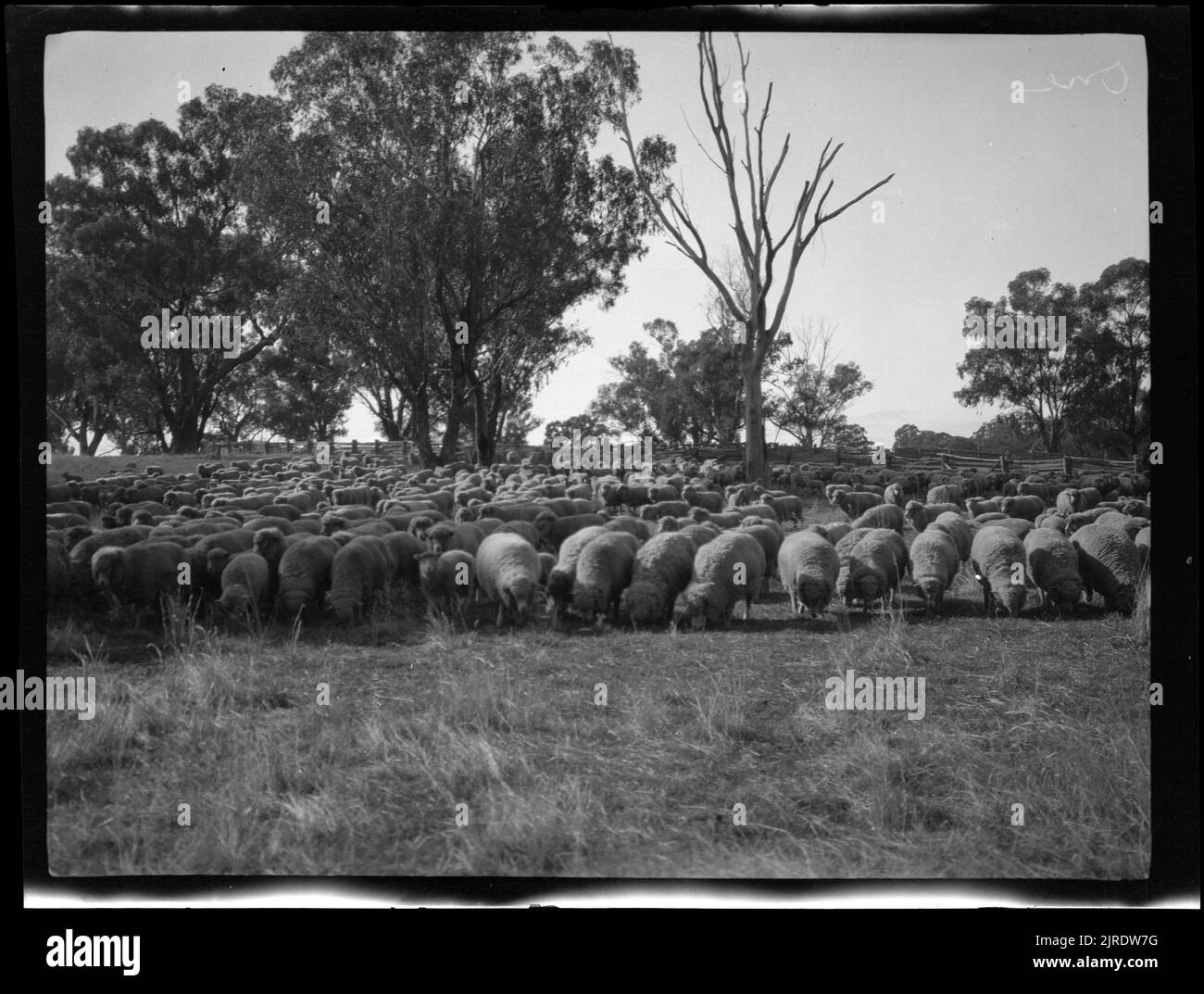 1920s australia Black and White Stock Photos & Images - Alamy