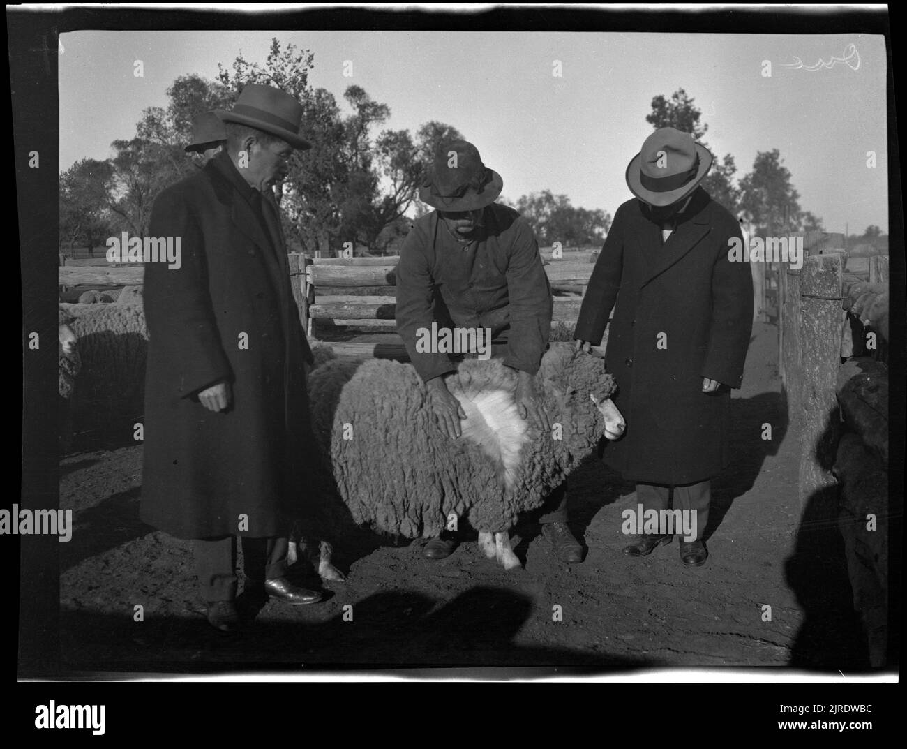 Three men with sheep three men with sheep hi-res stock photography and ...