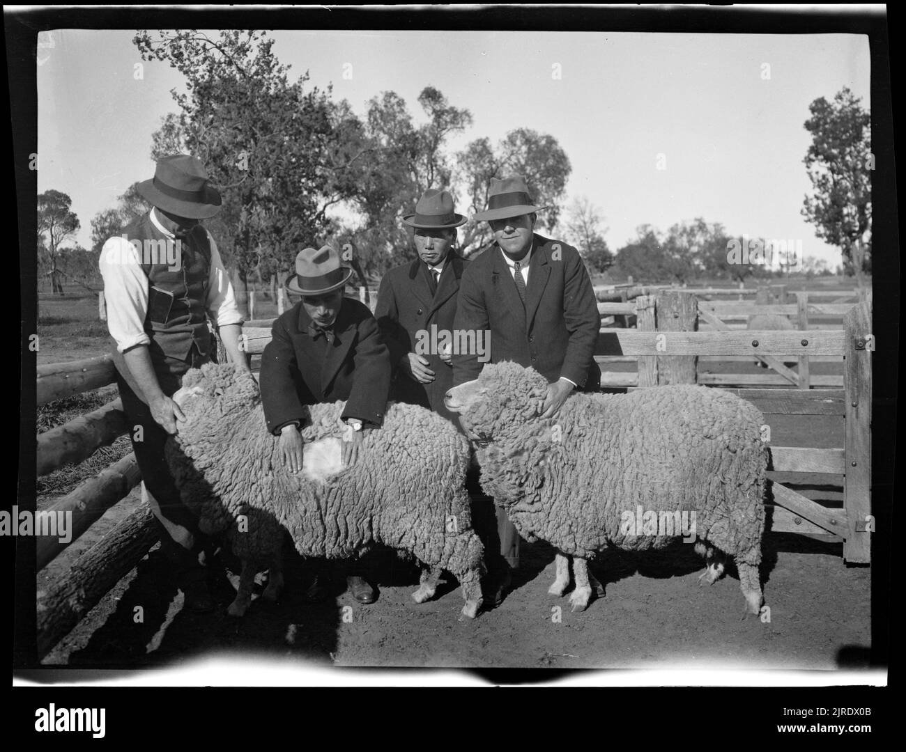 Two farm sheep Black and White Stock Photos & Images - Alamy