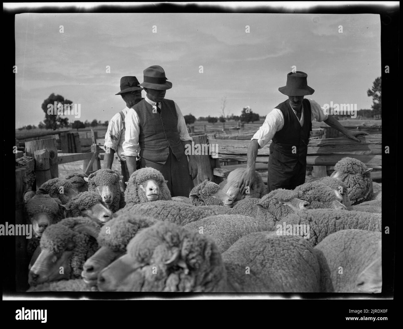 Three men with sheep three men with sheep hi-res stock photography and ...