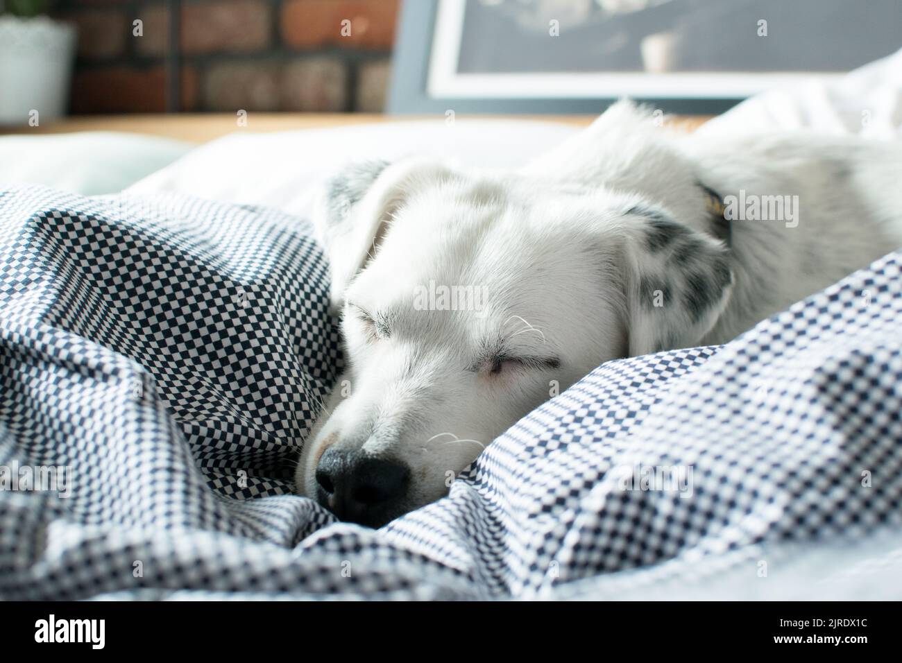 A cute white dog sleeping on the blanket in bed Stock Photo - Alamy