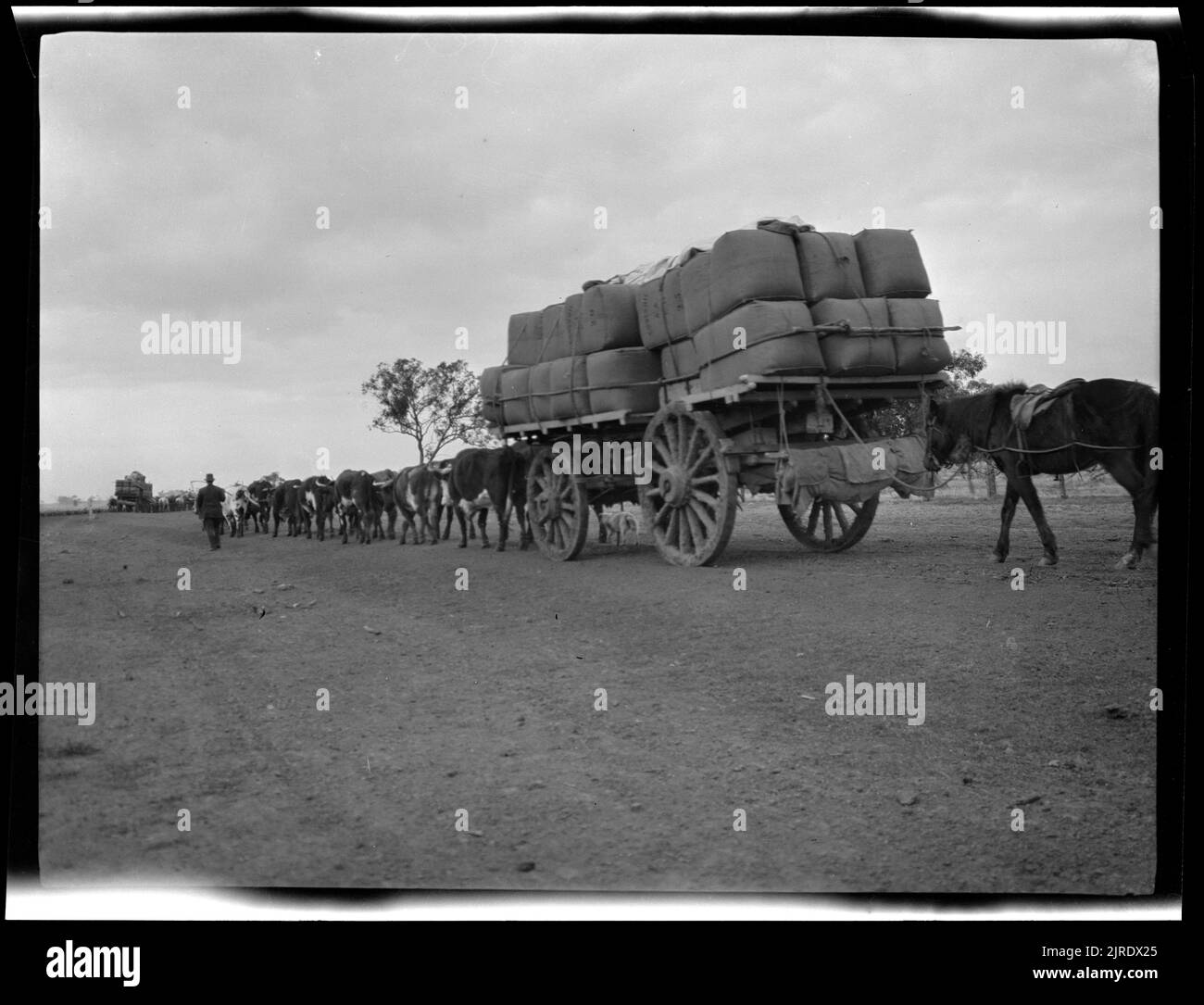 Wagon loaded with bales of wool, 1922, Australia, maker unknown Stock ...