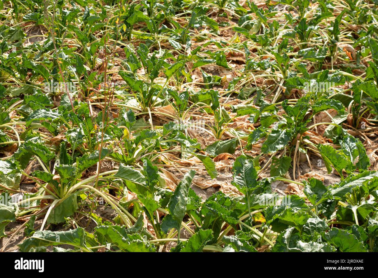Dry sugar beet field in Bornheim, Germany Stock Photo - Alamy
