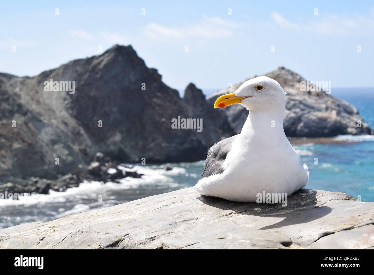 A seagull sitting on a rock and behind it the coastline of the pacific ...