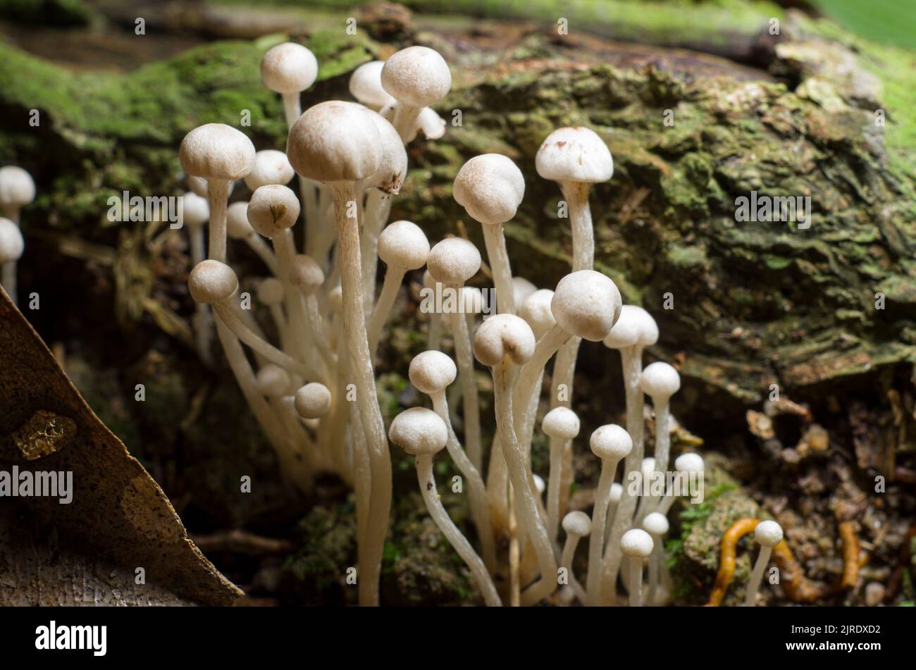 Flammulina filiformis hi-res stock photography and images - Alamy