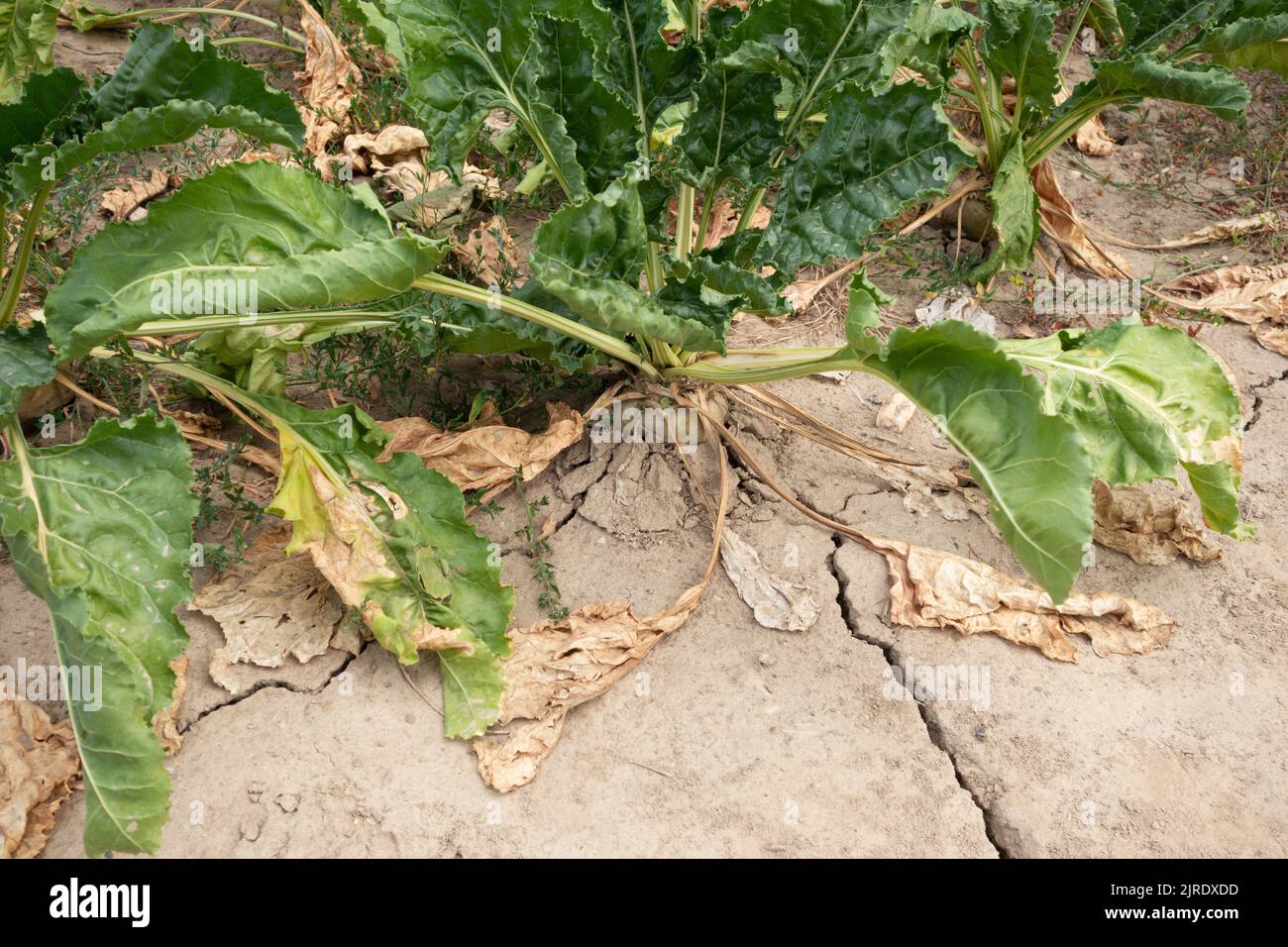 Dry sugar beet field in Bornheim, Germany Stock Photo - Alamy
