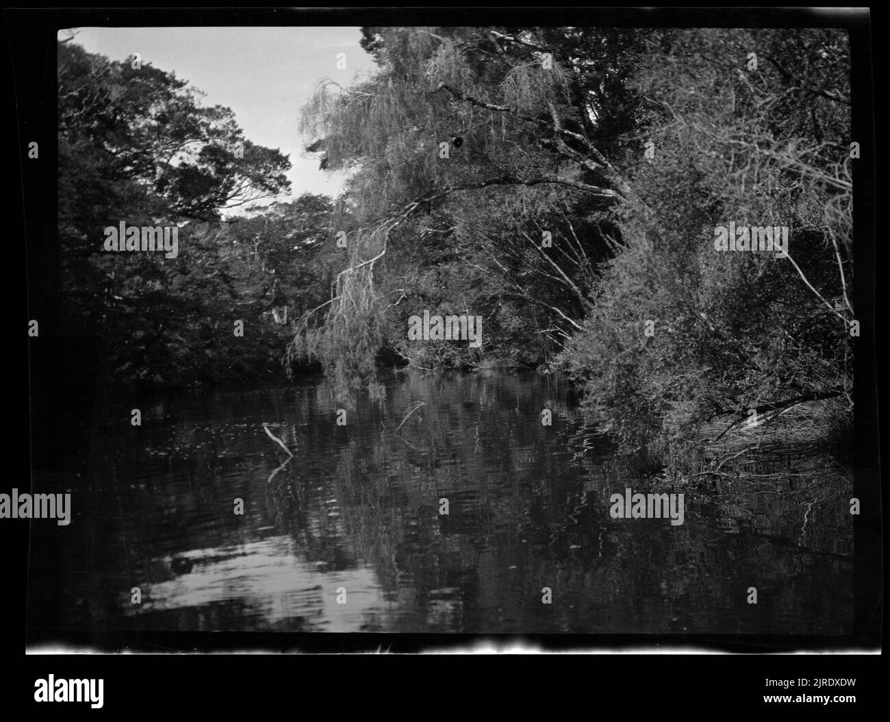 River through trees, 1922-1923, North Island, maker unknown Stock Photo ...