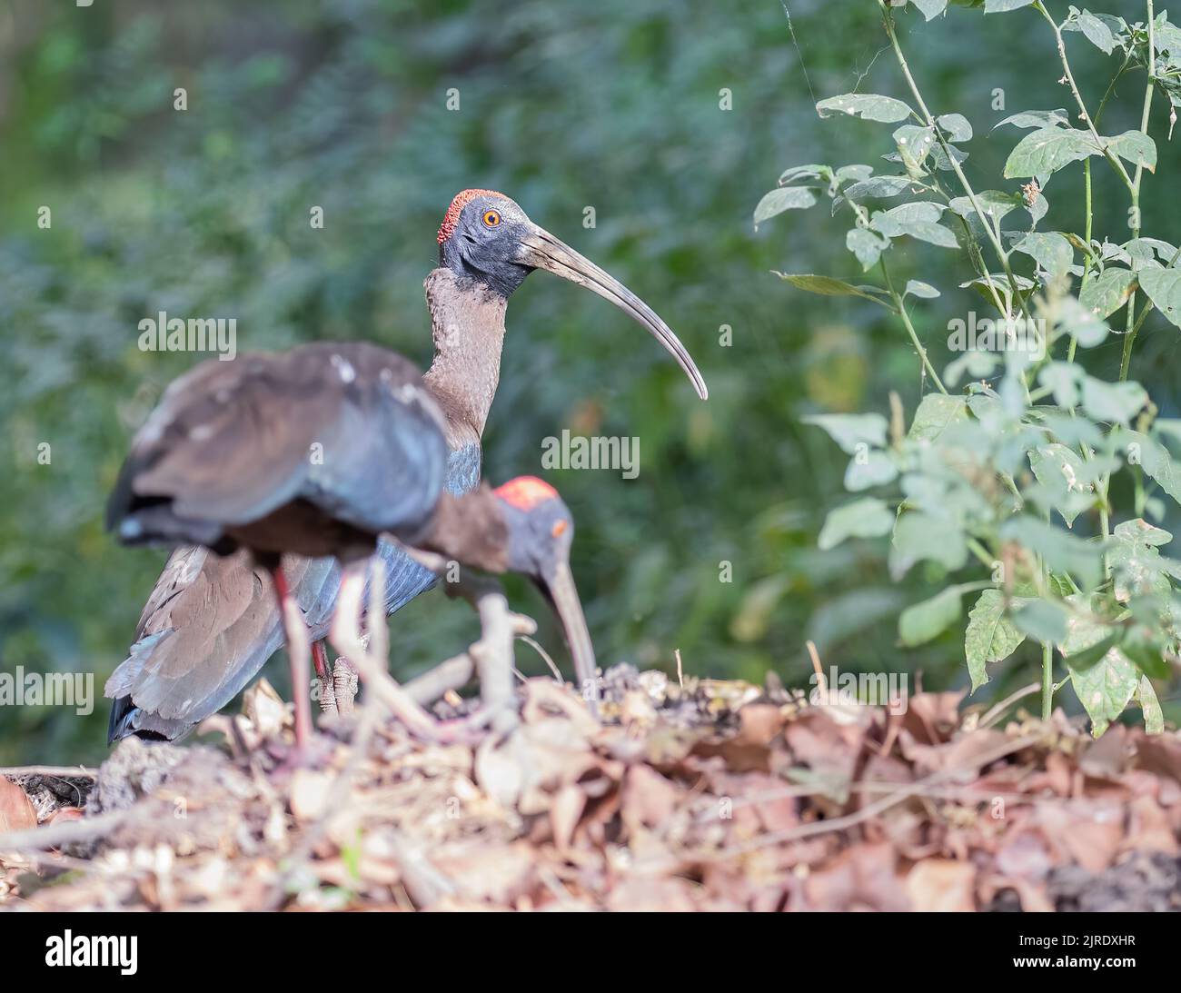 A pair of red-naped ibises in garden Stock Photo - Alamy