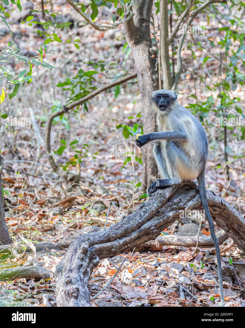 Languor hi-res stock photography and images - Alamy