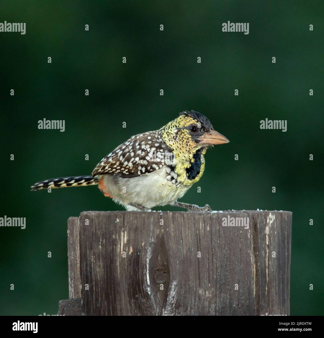 The D'Arnaud's barbet is a confident and confiding bird that soon ...