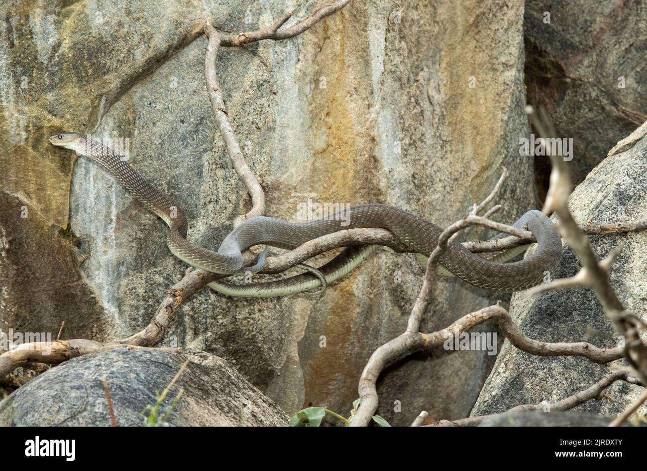 Black mamba fang hi-res stock photography and images - Alamy