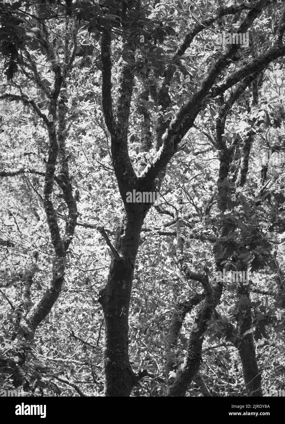 Lines of branches in a sea of leaves. The shapes of trees, Dunning Glen ...