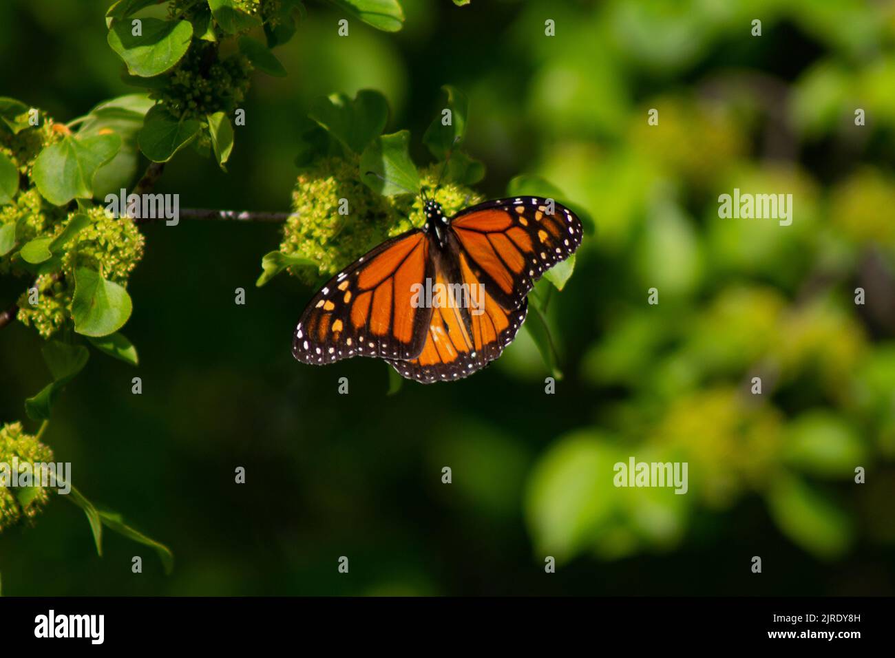 Monarch butterfly close hi-res stock photography and images - Alamy