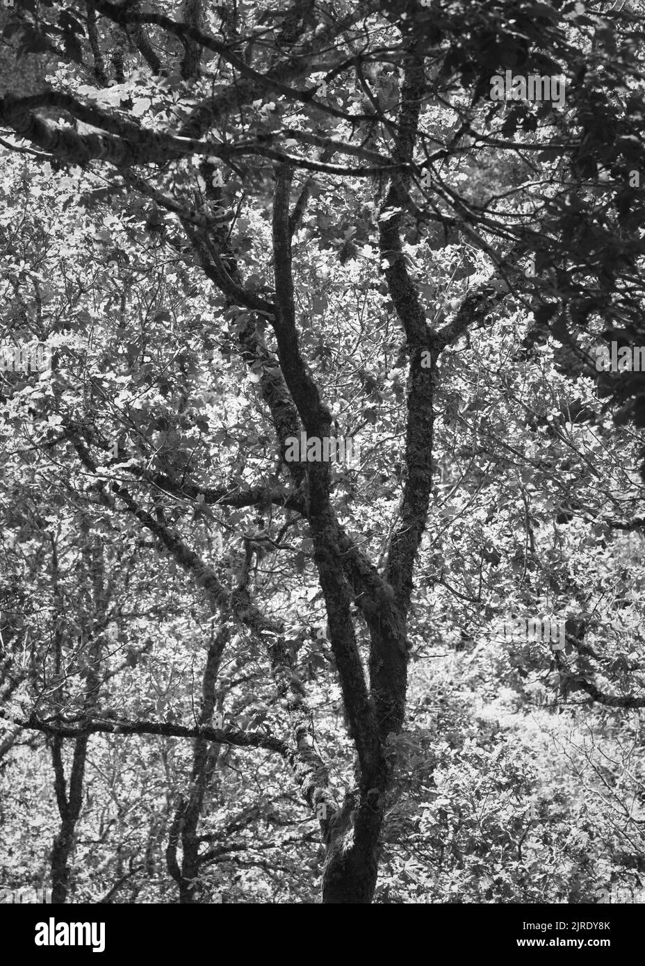 Filigree branches hi-res stock photography and images - Alamy