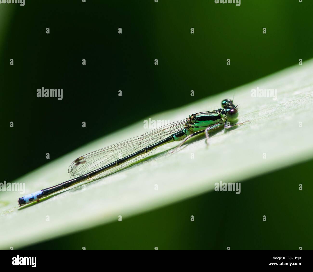 Dragonfly close up shot hi-res stock photography and images - Alamy