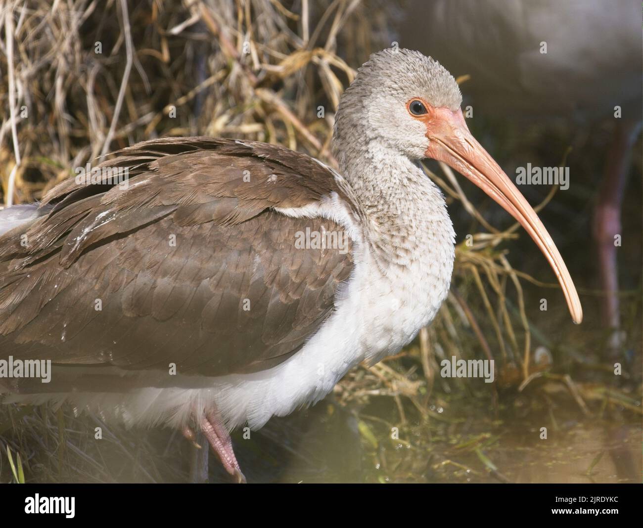 A grey crane walking on the forest Stock Photo - Alamy