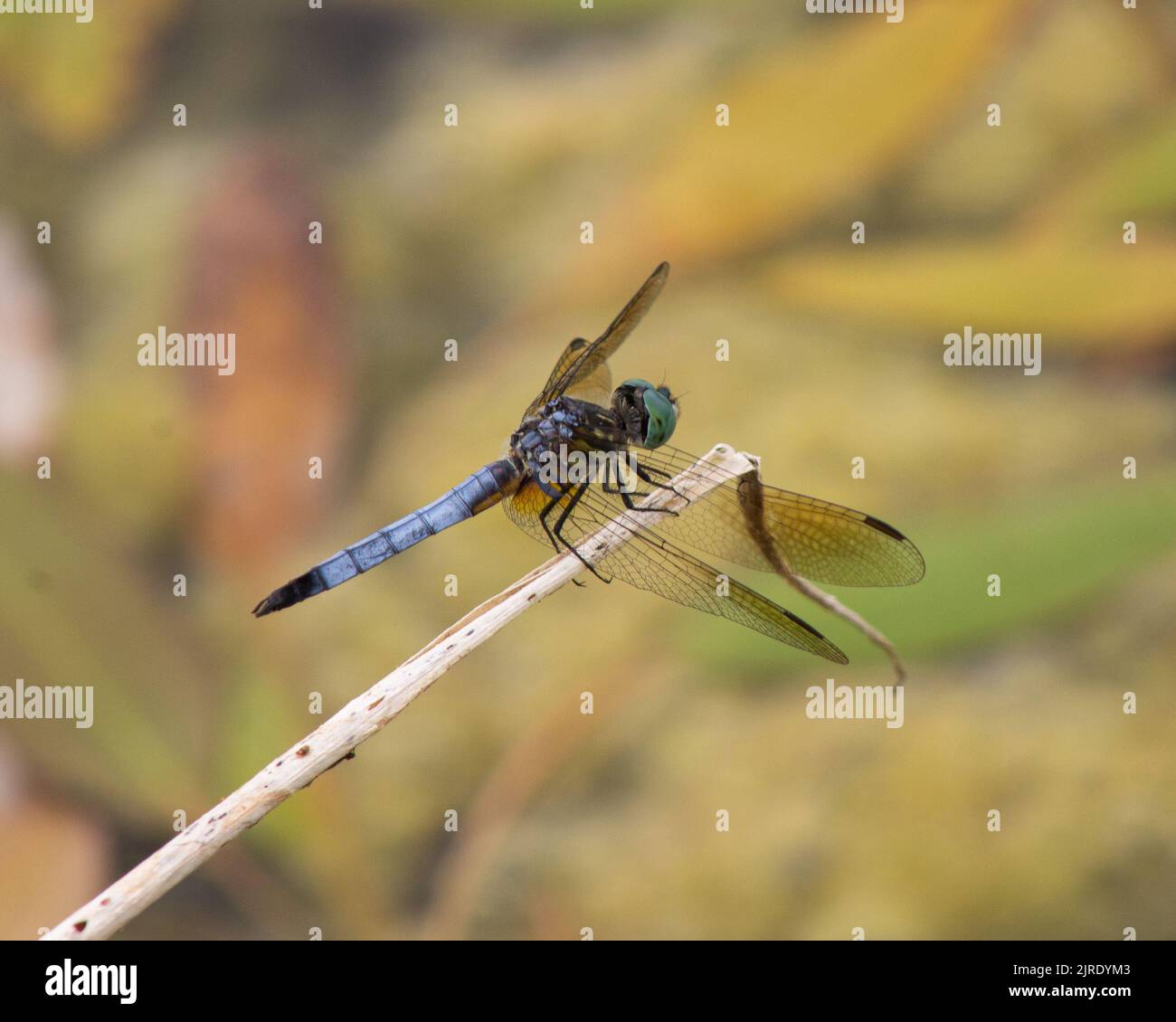 A macro shot of a dragonfly with long wings on a plant Stock Photo - Alamy