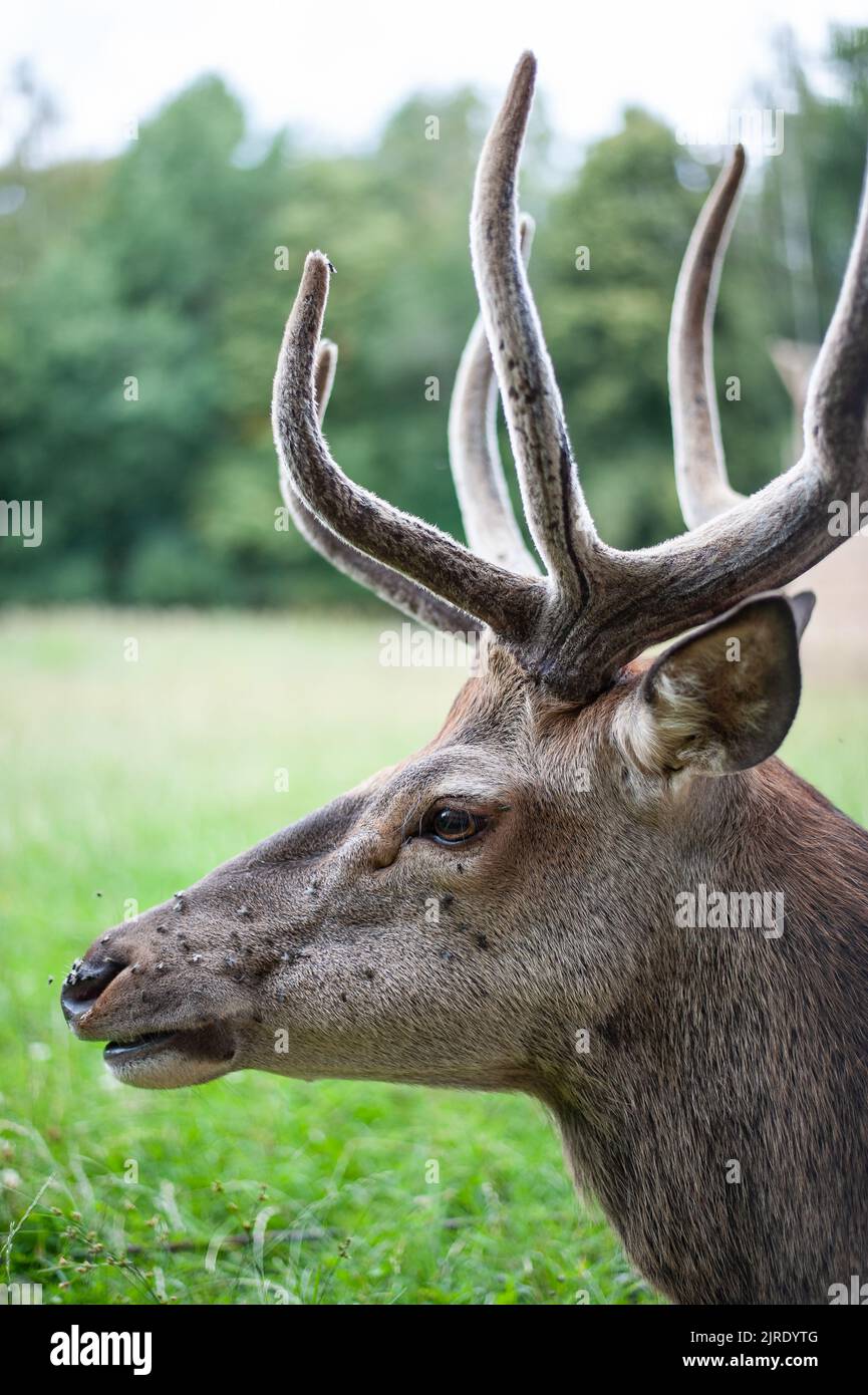 A vertical closeup of a red deer with beautiful antlers looking ...