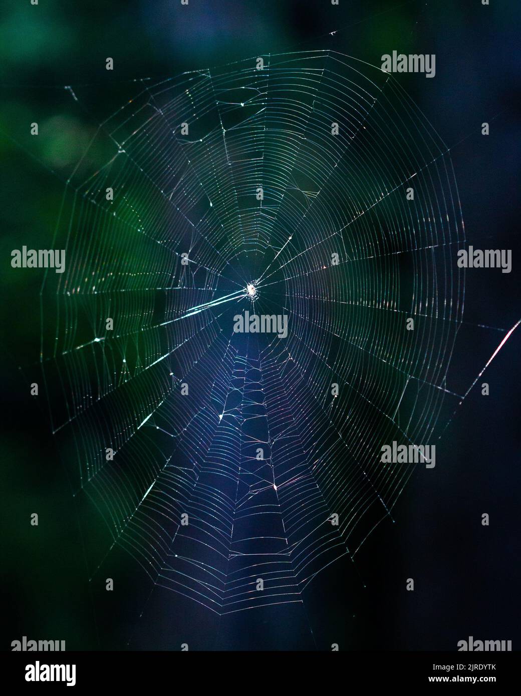 Vertical spiderweb hi-res stock photography and images - Alamy