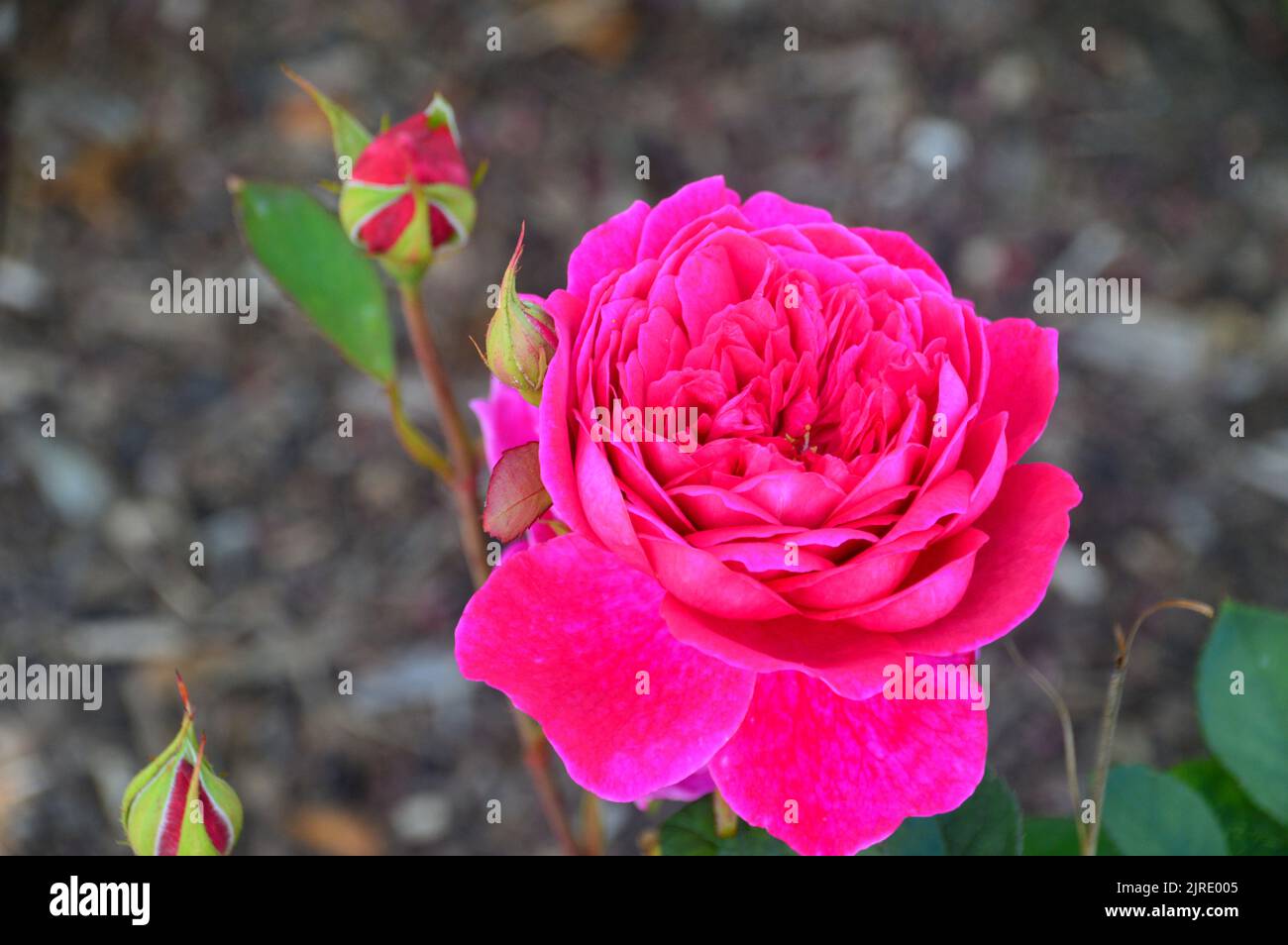 Rose garden harrogate hi-res stock photography and images - Alamy