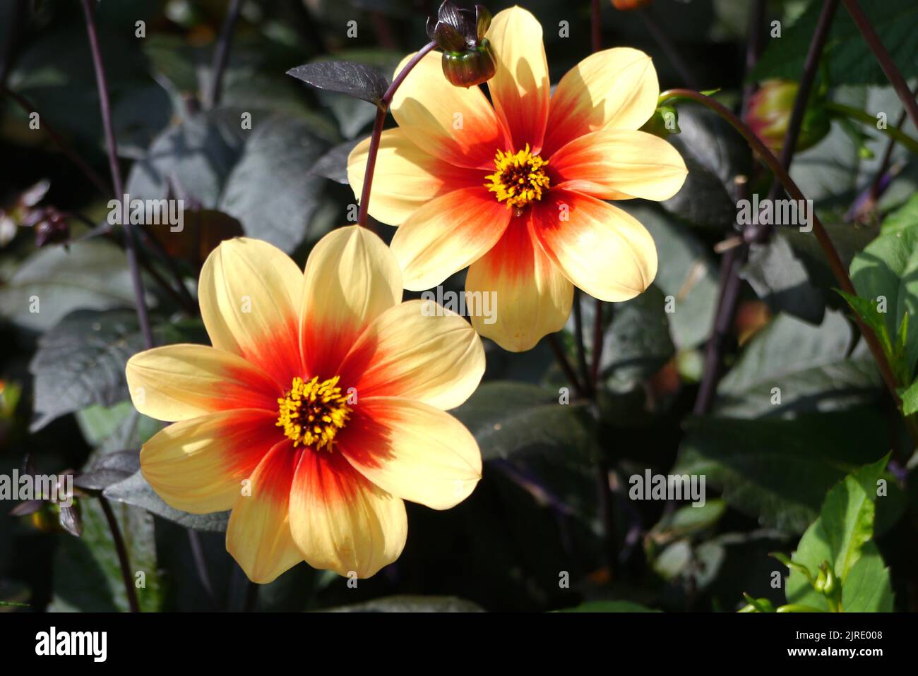 Two Red/Yellow Dwarf Dahlia 'Moonfire' Flowers grown at RHS Garden ...