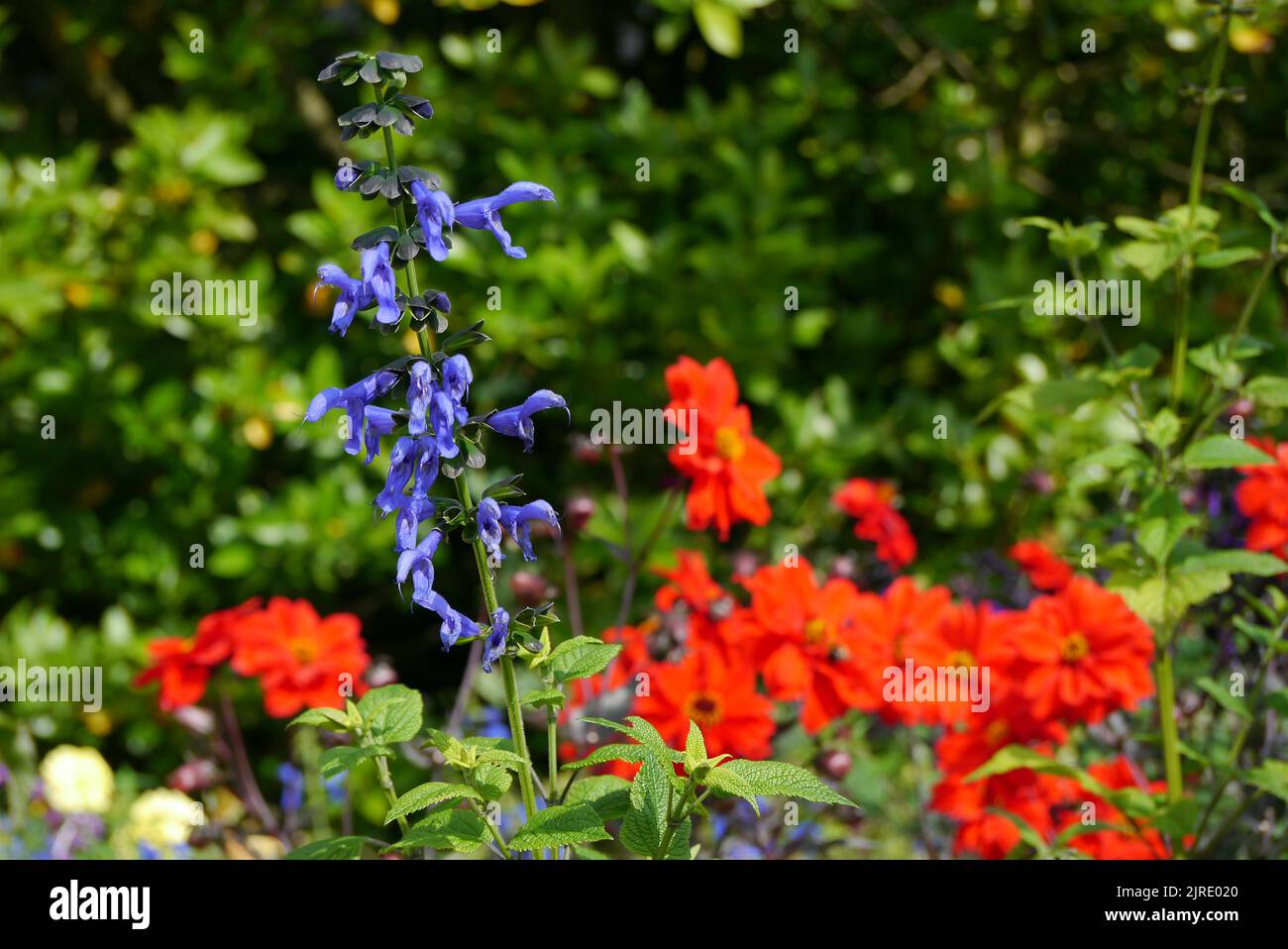 Tall Blue Salvia Guaranitica 'Super Trouper' Flowers grown with Red ...