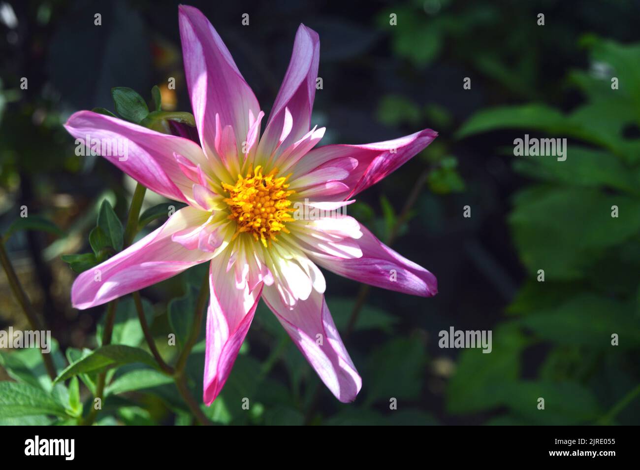 Single Star shaped Pink Dahlia 'Fancy Pants' Flower grown at RHS Garden ...