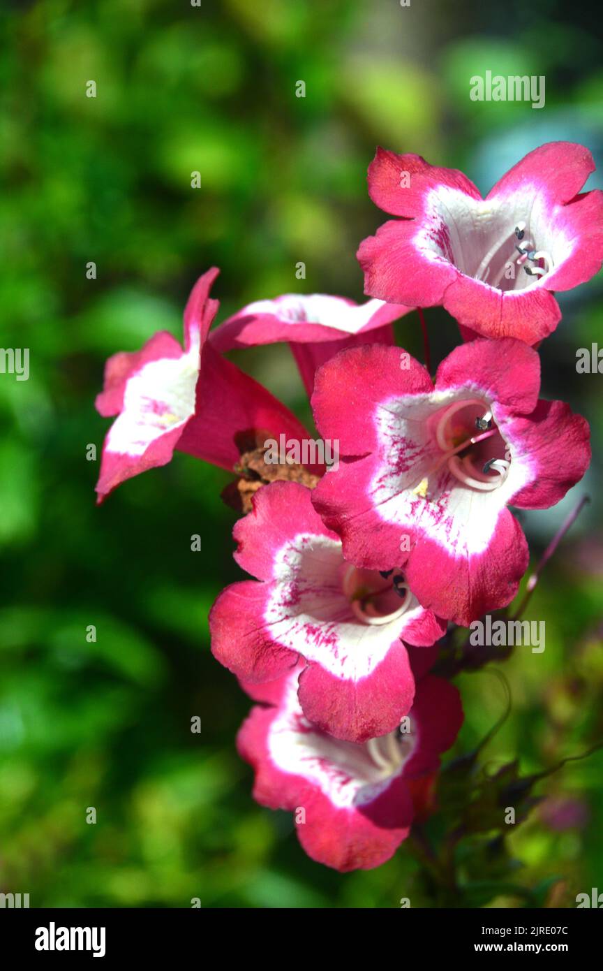 Pink/White Trumpet-shaped Penstemon Phoenix Magenta (Beardtongue ...
