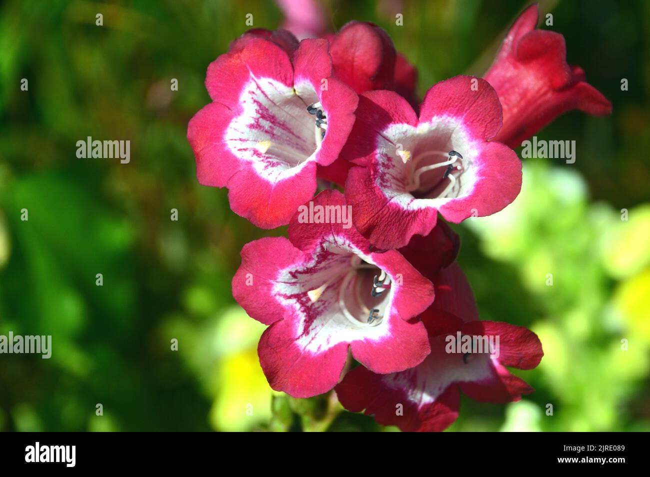 Pink/White Trumpet-shaped Penstemon Phoenix Magenta (Beardtongue ...