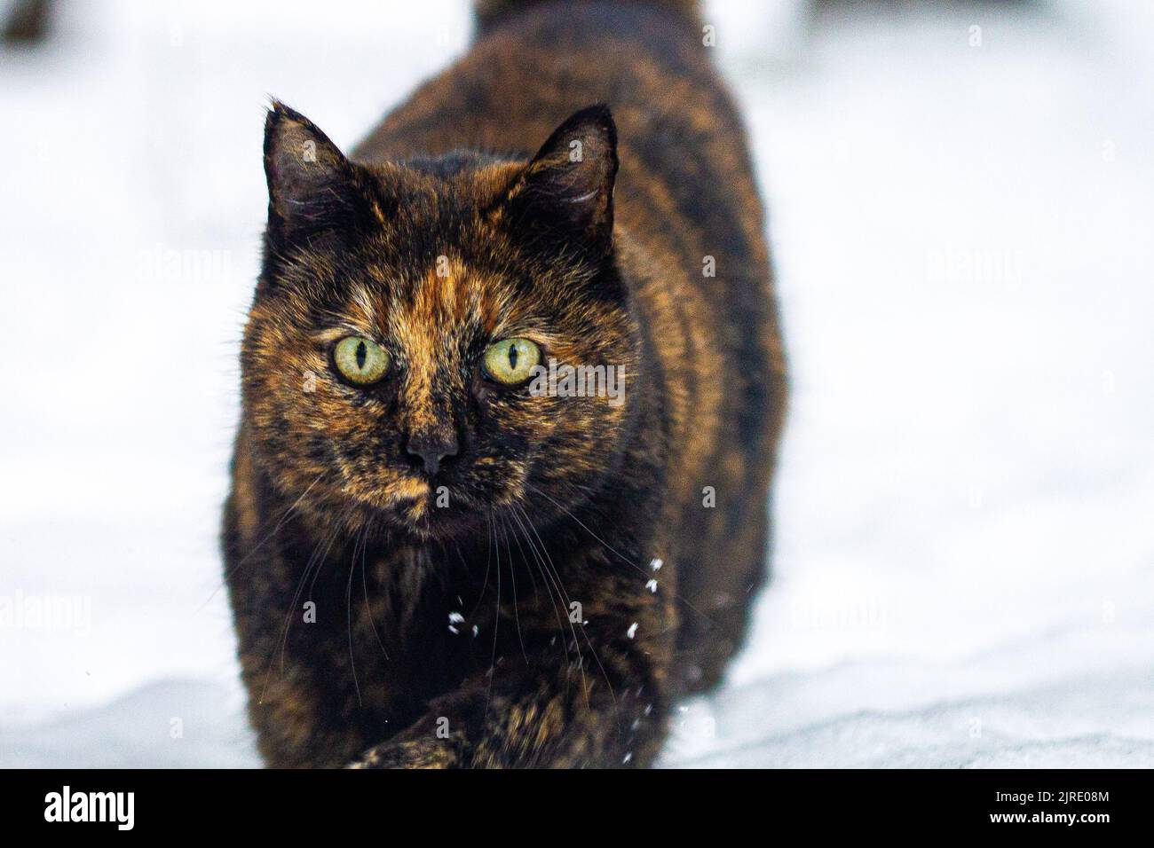 A closeup shot of a tabby dark cat with bright green eyes in a snowy ...