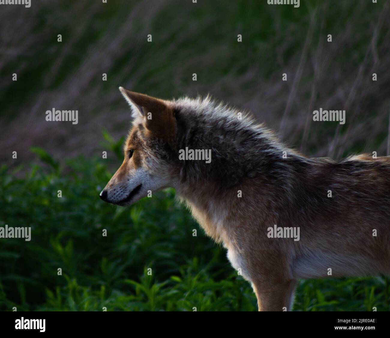 Side view of wolf hi-res stock photography and images - Alamy