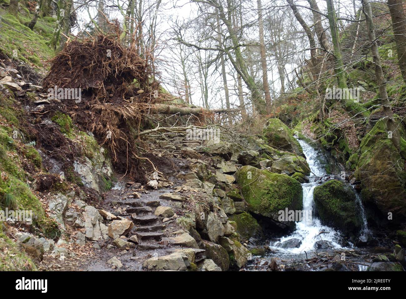 Storm Damaged Tree by Waterfalls on the Outflow of Tarn Hows Lake to ...