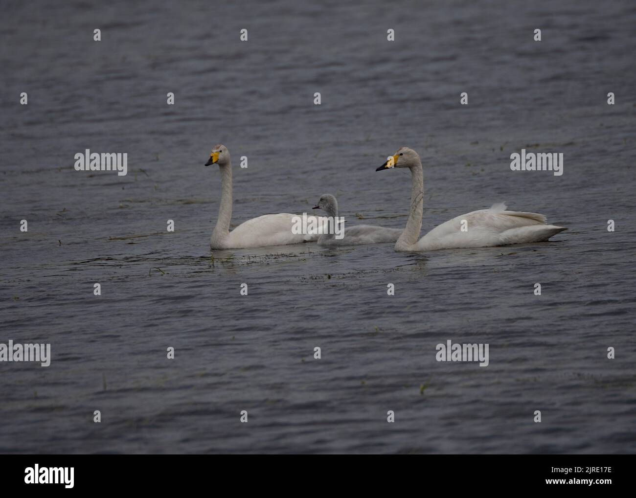 Whooper swan (Cygnus cygnus), adult with cygnet, Vidlin, East Mainland ...