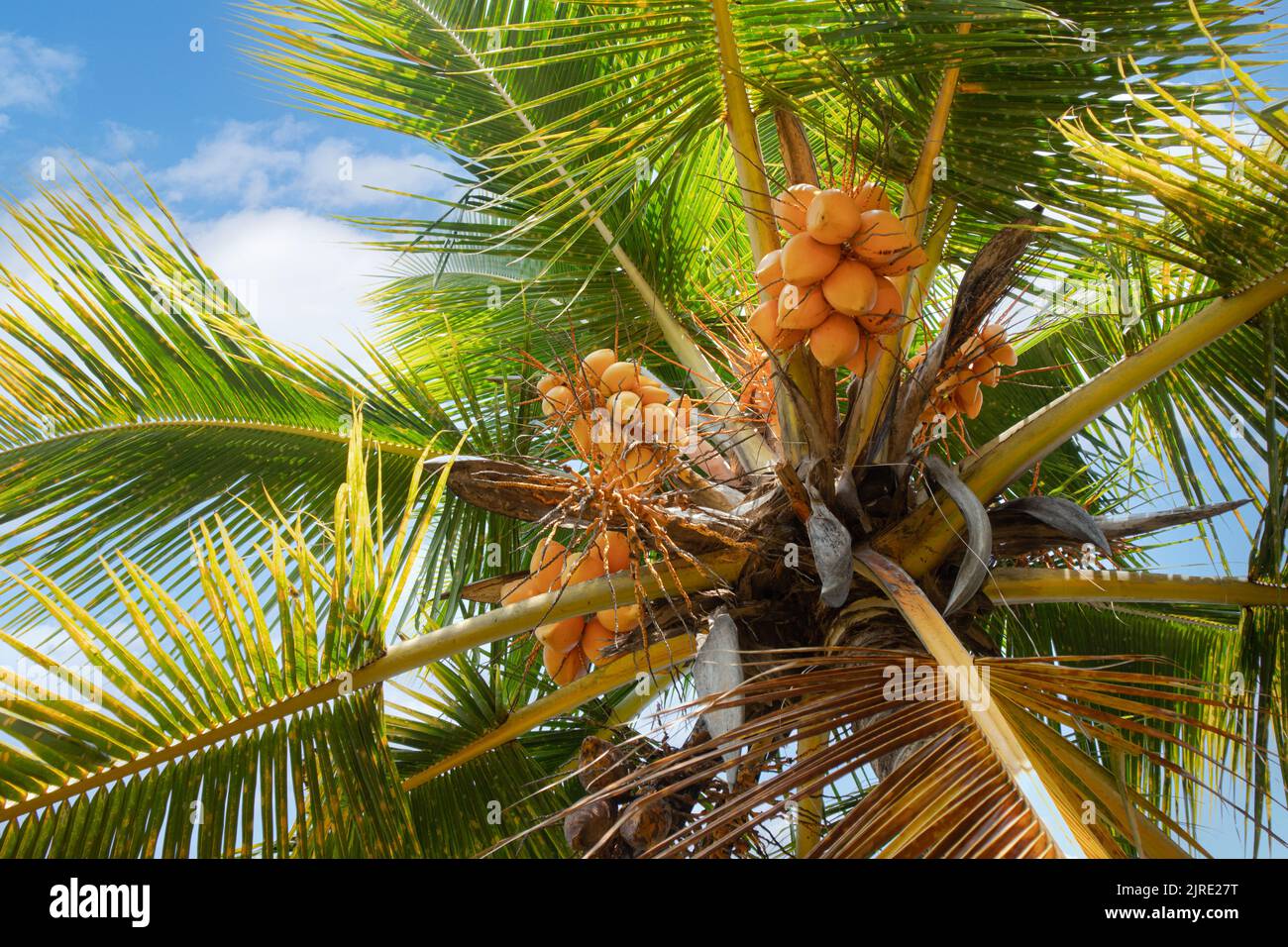 Branches of coconut trees waving slowly in the wind Stock Photo - Alamy