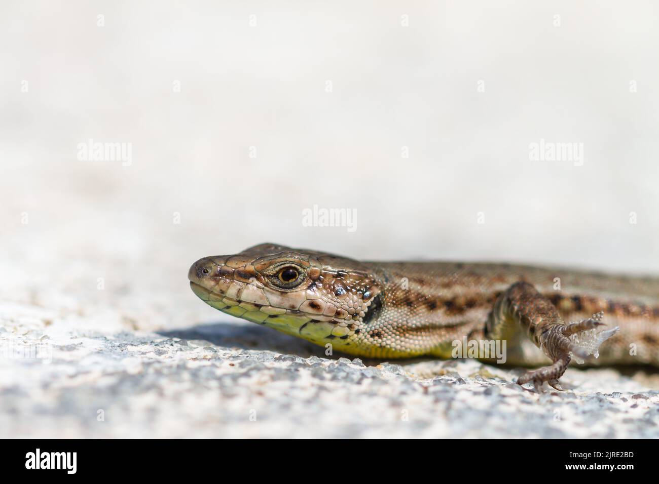 Podarcis liolepis, the Columbretes wall lizard or Catalan wall lizard ...