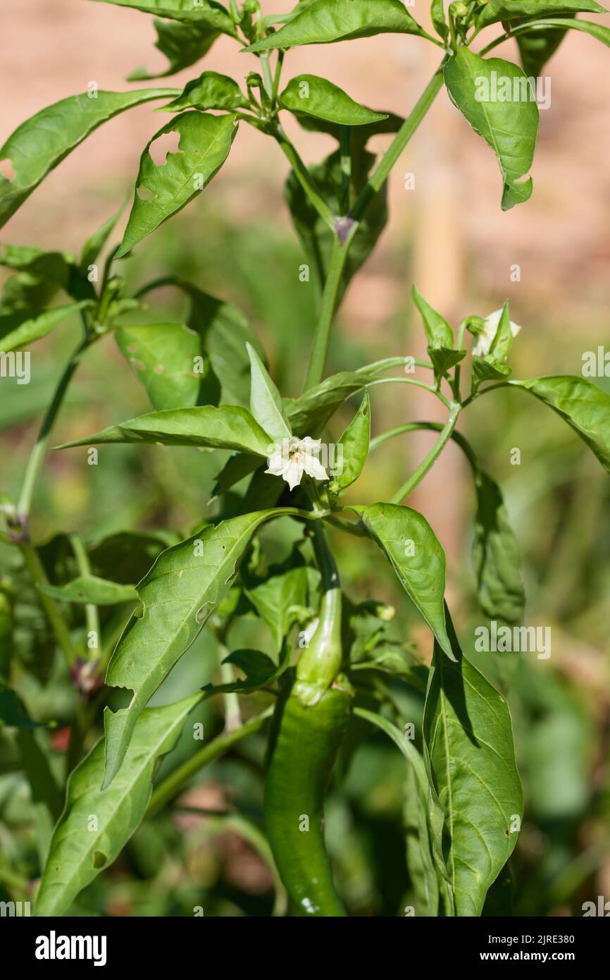Image of a pepper plant in which we see unfertilized flowers and ...